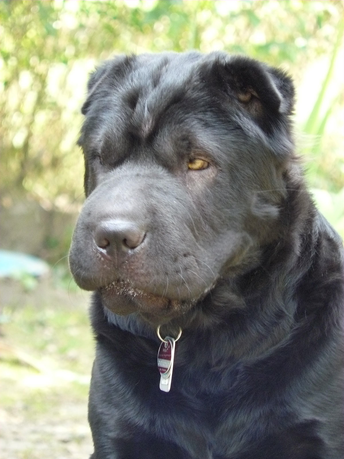 Shari Shar-Pei • Virtuelles Ordensmuseum