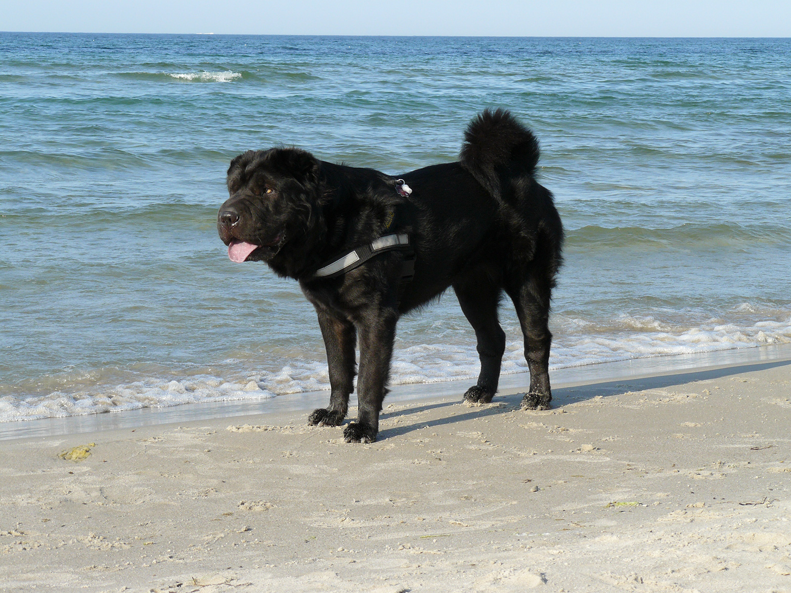 Shari Shar-Pei • Virtuelles Ordensmuseum